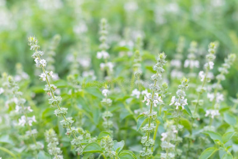 Hoary Basil or Lemon Basil Plant Stock Image - Image of herb, garden ...
