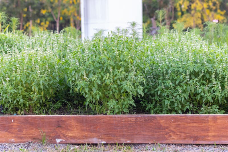 Hoary Basil or Lemon Basil Plant Stock Photo - Image of basil, healthy ...