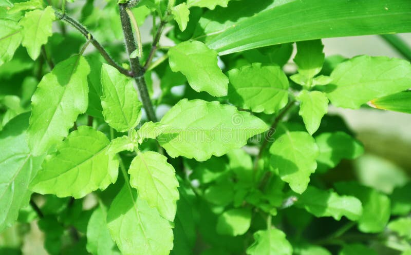 Ocimum Tenuiflorum is a Medicinal Plant Stock Photo - Image of plant ...