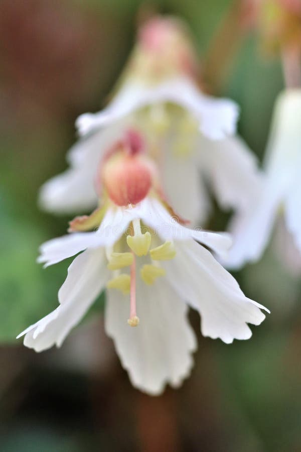 Oconee Belll Flower Facing Right Stock Image - Image of flower, frilly ...