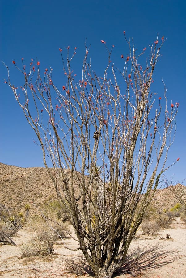 Ocotillo foto de archivo. Imagen de cubo, plantas, unido - 2589928