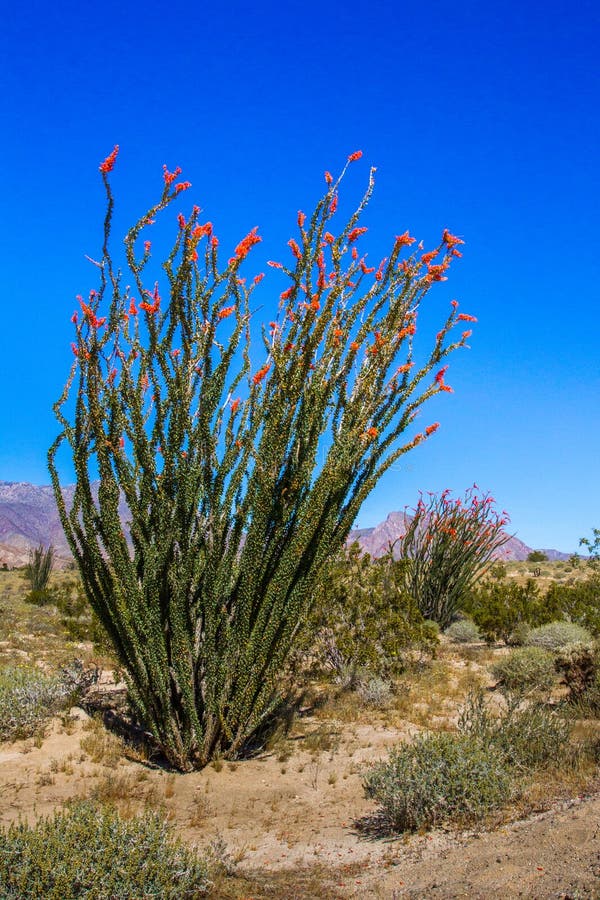 Ocotillo imagen de archivo. Imagen de flores, cielo, flor - 30714733