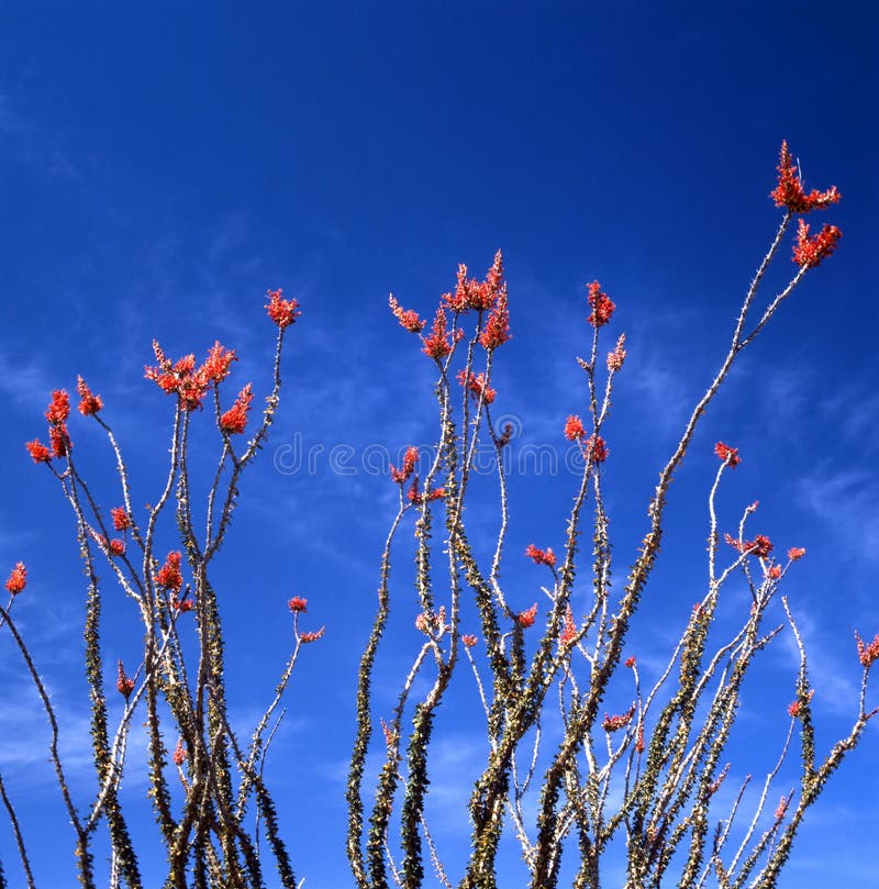 Ocotillo in Bloom stock image. Image of flowers, energy - 30714691