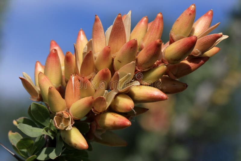Ocotillo Bloom stock photo. Image of ocotillo, desert - 9956248