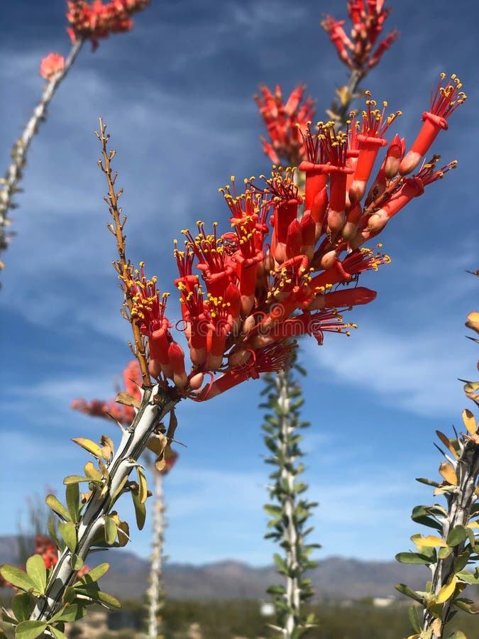 Ocotillo in Bloom stock photo. Image of sonoran, tall - 12661962