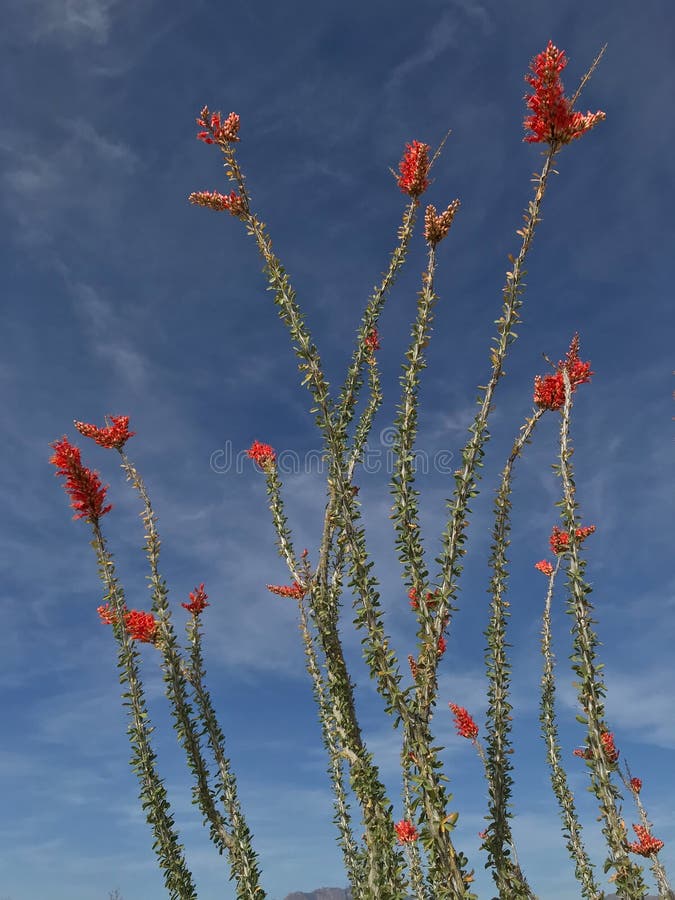 Ocotillo in Bloom stock photo. Image of sonoran, tall - 12661962