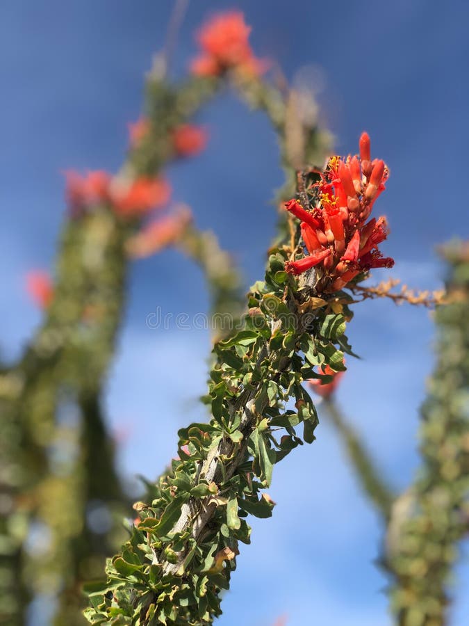 Ocotillo bloom stock image. Image of desert, ocotillo - 8820559