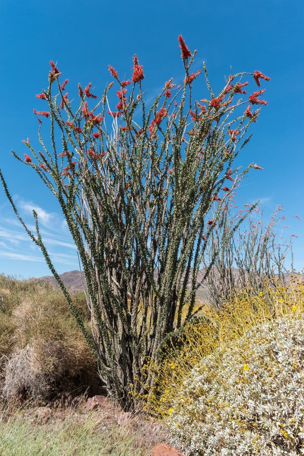 Ocotillo in bloom stock photo. Image of beavertail, scenic - 70109600