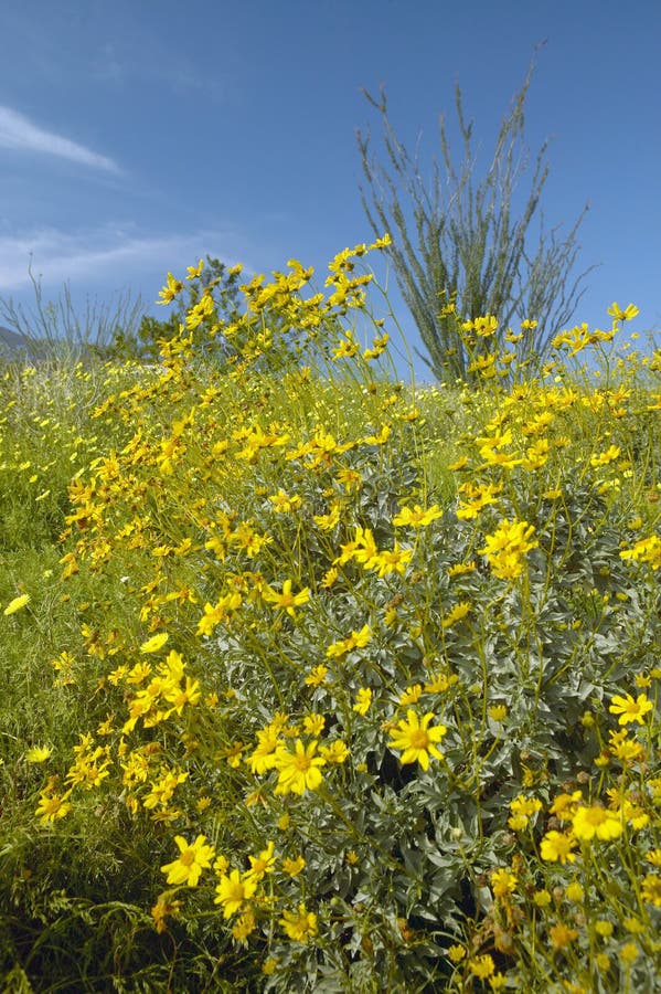 Rabbit Brush (Chamisa) stock photo. Image of plant, mexico - 11589952