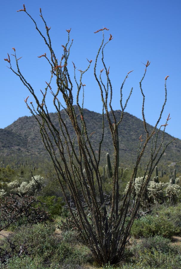 Ocotillo Cactus Flowers in-Bloom Stock Image - Image of ocotillo, blue ...