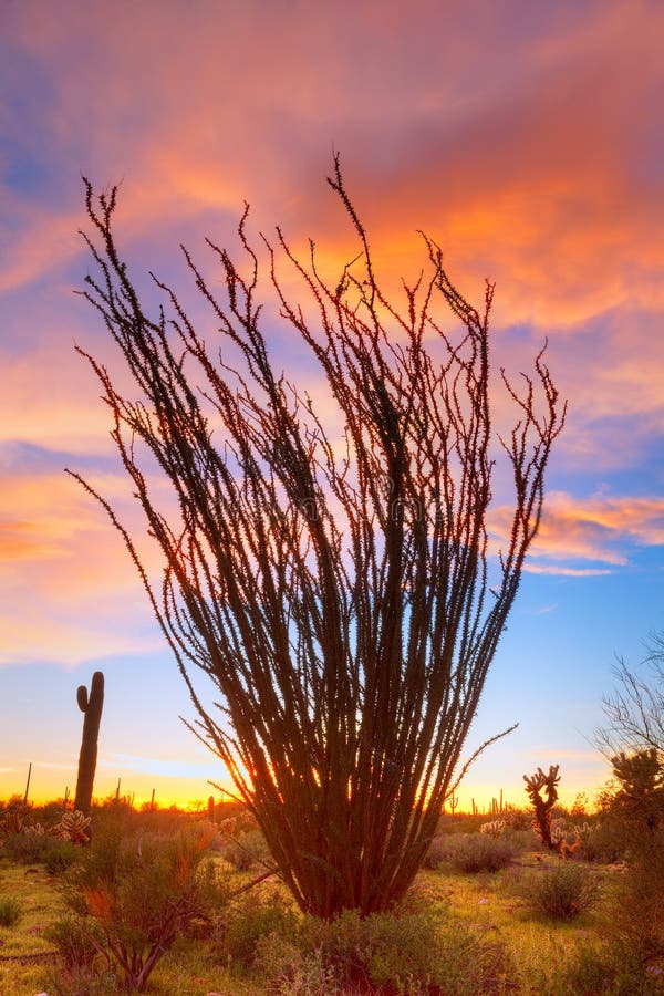 Ocotillo stock photo. Image of cholla, desert, vegetation - 30437660
