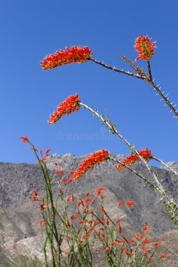 Ocotillo in Bloom stock image. Image of flowers, energy - 30714691