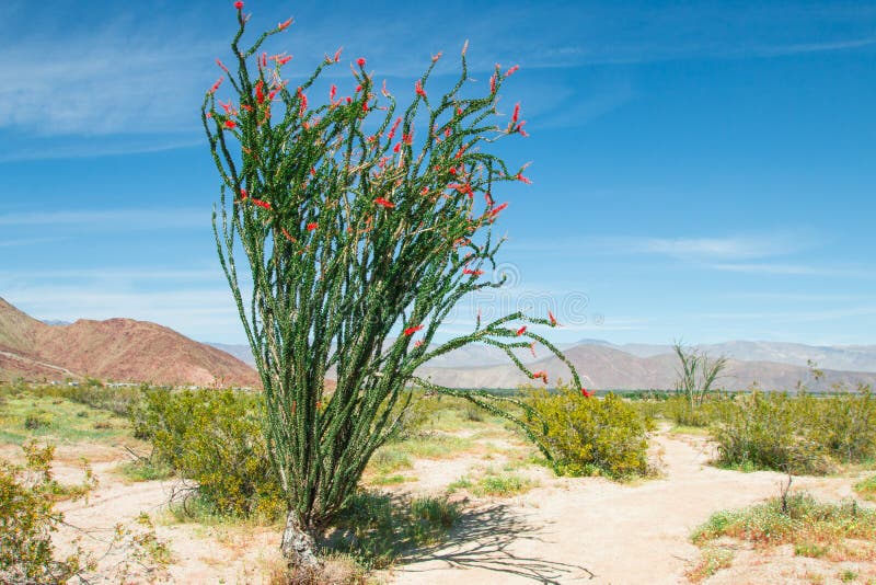 Ocotillo flowers blooming. stock photo. Image of nature - 90806300