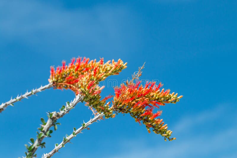 Ocotillo flowers blooming. stock photo. Image of needle - 90806308