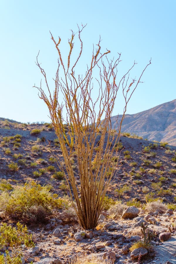 Ocotillo Shrub in the Desert with Mountains and Blue Sky Stock Photo ...