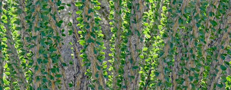 A Cross Sectional View of the Stalks of an Ocotillo Cactus Stock Image ...