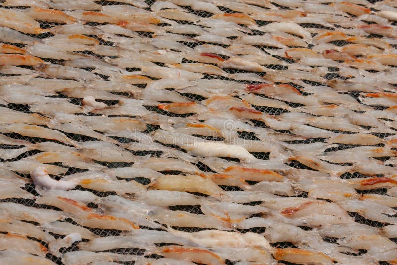 20 Oct 2007 the Dried Shrimp Under the Sun Light Stock Photo - Image of ...