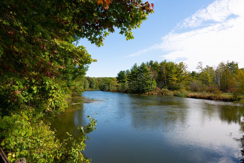 Row of Silver Ash trees stock image. Image of europe - 35381035