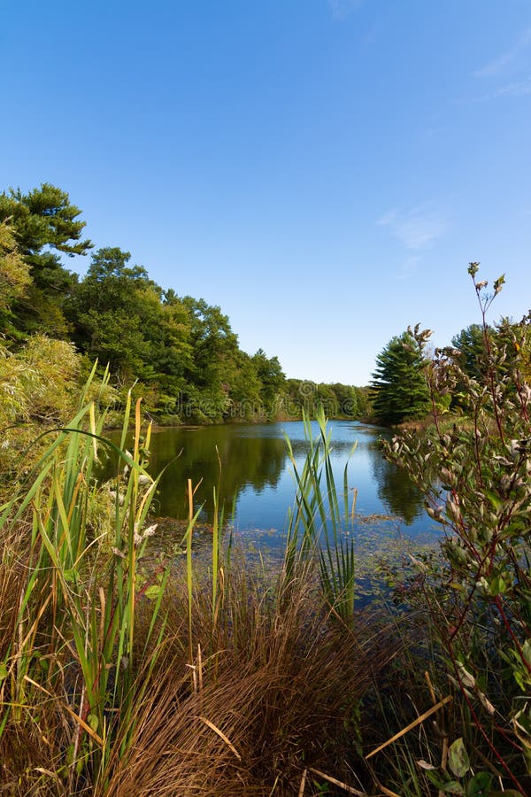 Row of Silver Ash trees stock image. Image of europe - 35381035
