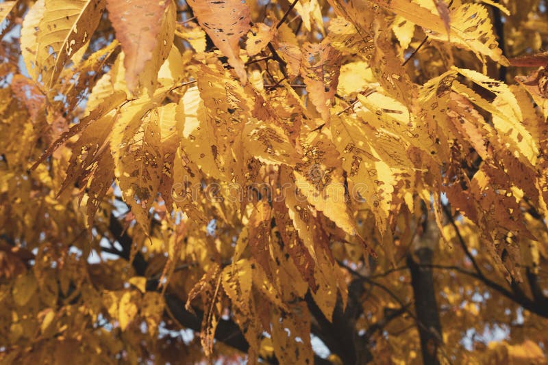 October Autumn Scenery Photos and Trees Stock Photo - Image of autumn ...