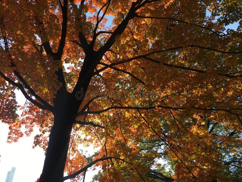 October at Central Park in Manhattan, New York, NY. Stock Image - Image ...