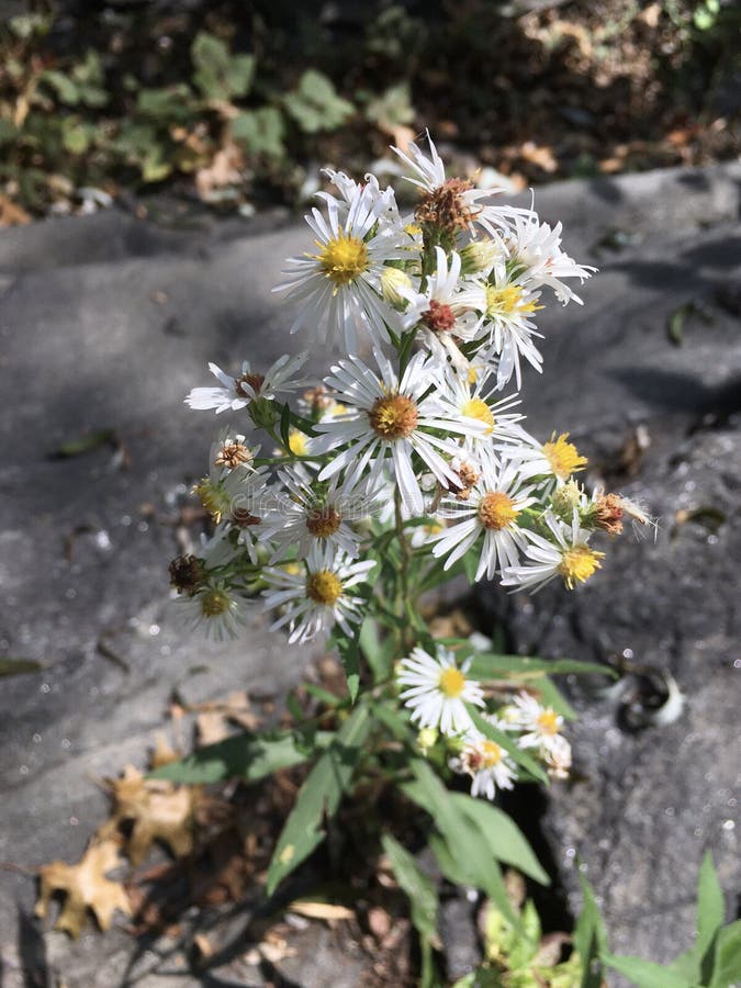 October at Central Park in Manhattan, New York, NY. Stock Photo - Image ...