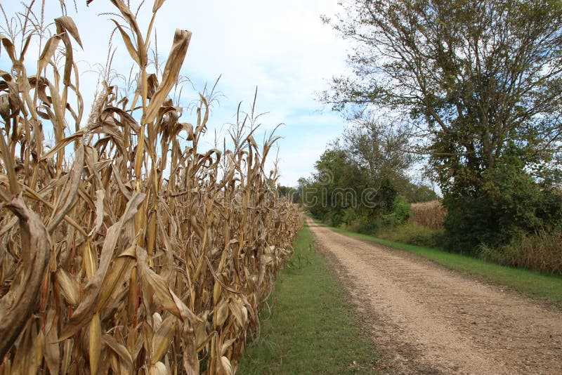 October Corn stock image. Image of gravel, husk, trees - 42711565