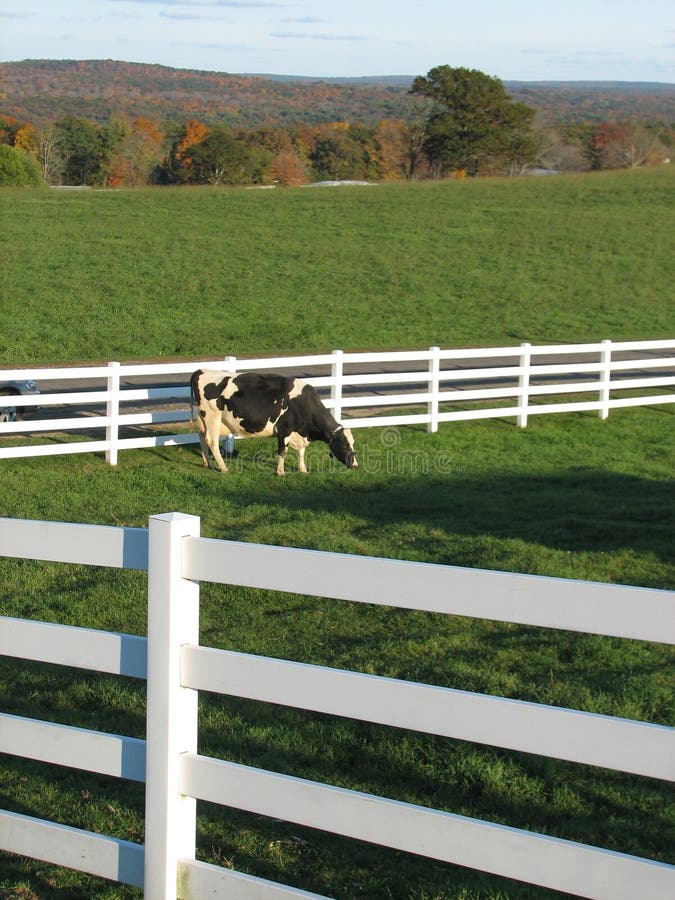 October Cow stock image. Image of white, grass, connecticut - 7088675