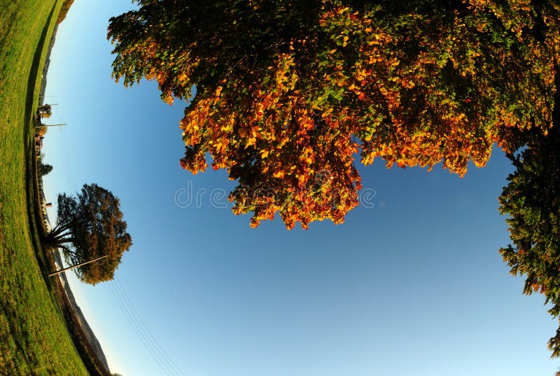 October day stock image. Image of season, tree, brown - 6739987