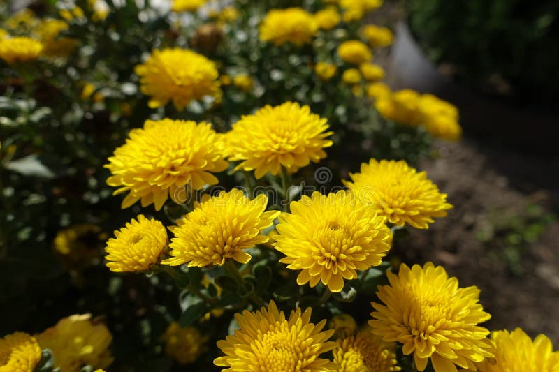 October Flowers - Gold Yellow Chrysanthemums in Bloom Stock Photo ...
