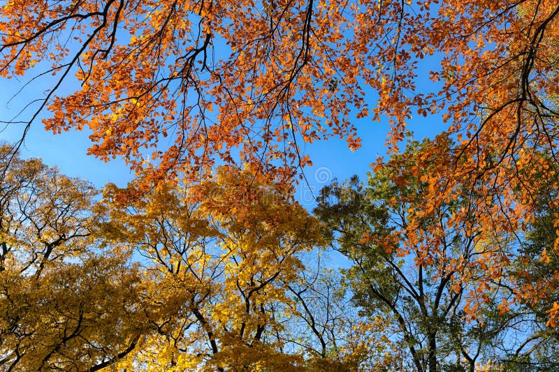 October foliage stock image. Image of plants, fall, bright - 45711151