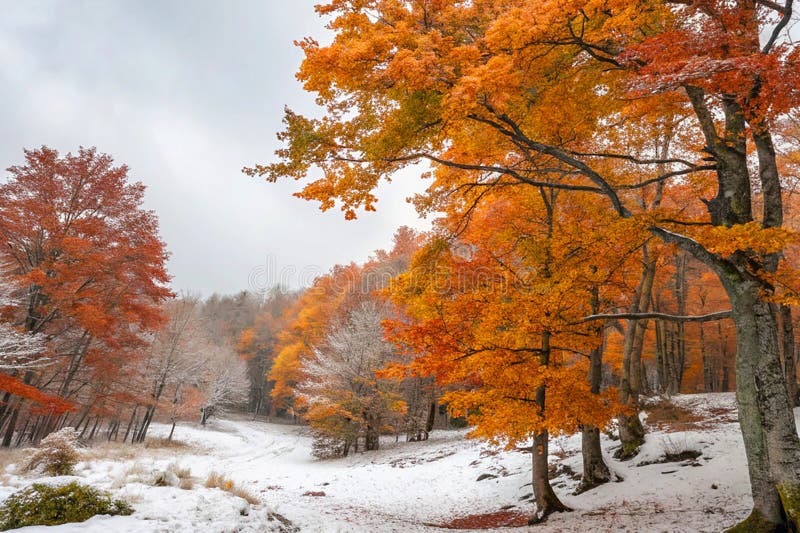 October Forest with the First Winter Snow Stock Illustration ...