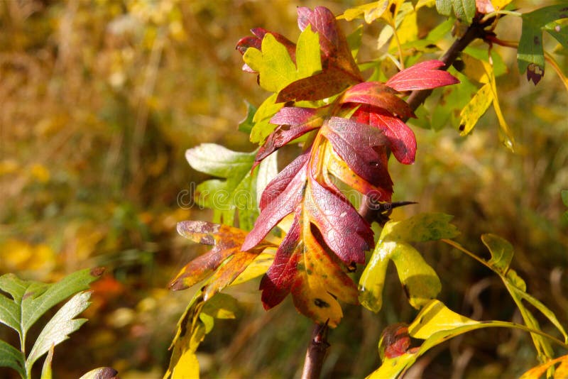 October Grace so Fantastic Colors Stock Image - Image of colors, forest ...
