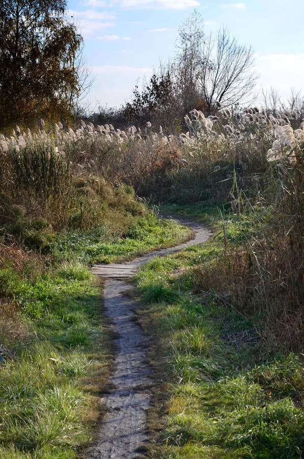 The October Landscape with a Field of Reeds, Trodden Path and Clear ...