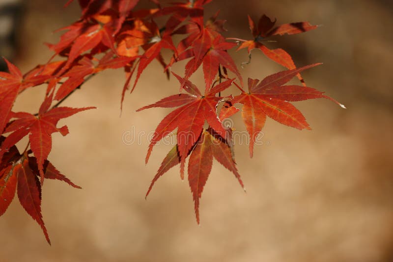 October Leaf stock image. Image of leaf, seasonal, card - 7104963