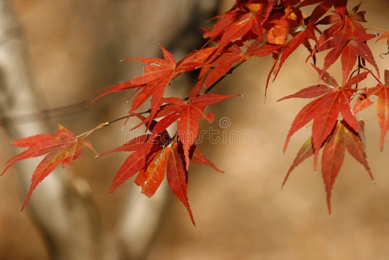 October leaf stock photo. Image of fall, season, leaf - 7242080