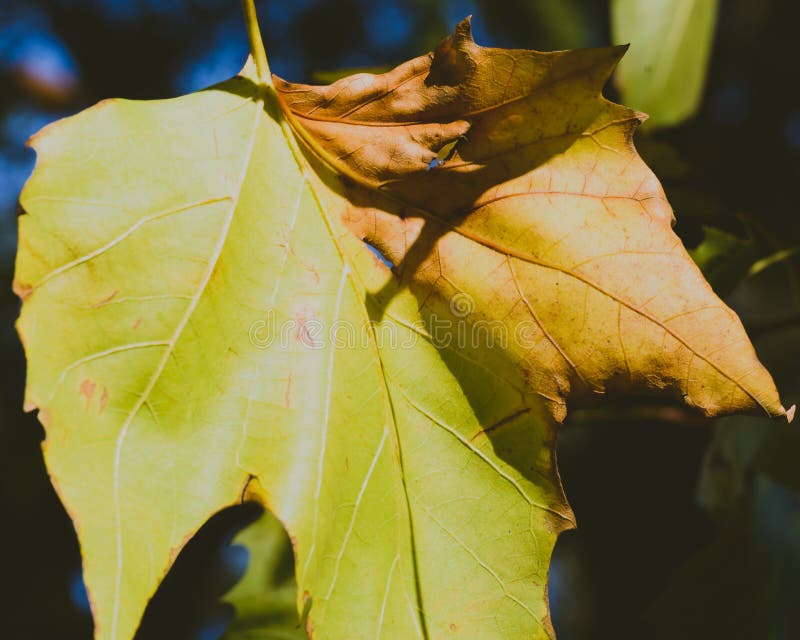 October Leaf a stock image. Image of autumn, field, selective - 101824403