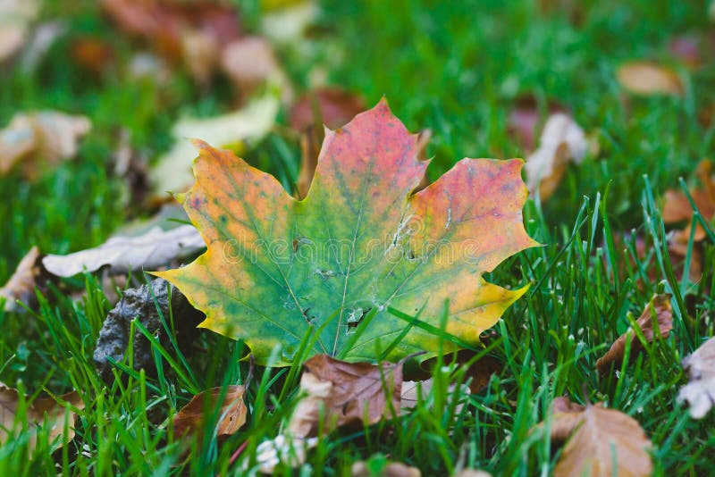 October leaf stock image. Image of bench, surrounding - 79695327