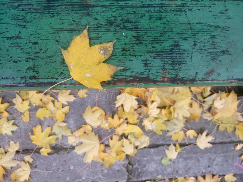October leaf stock image. Image of bench, surrounding - 79695327