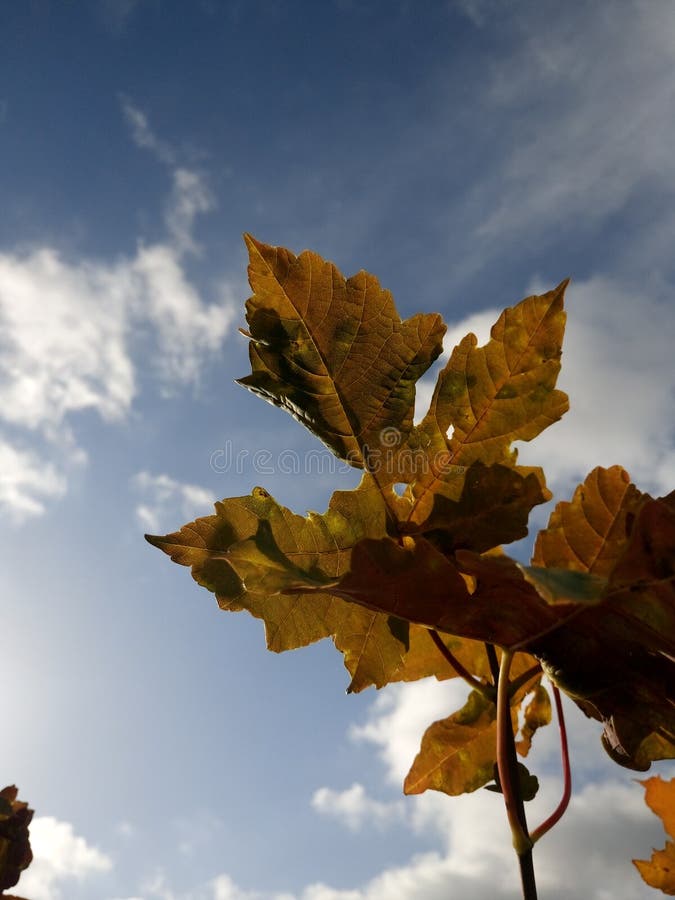 October leaf stock image. Image of freedom, surrounding - 79694935