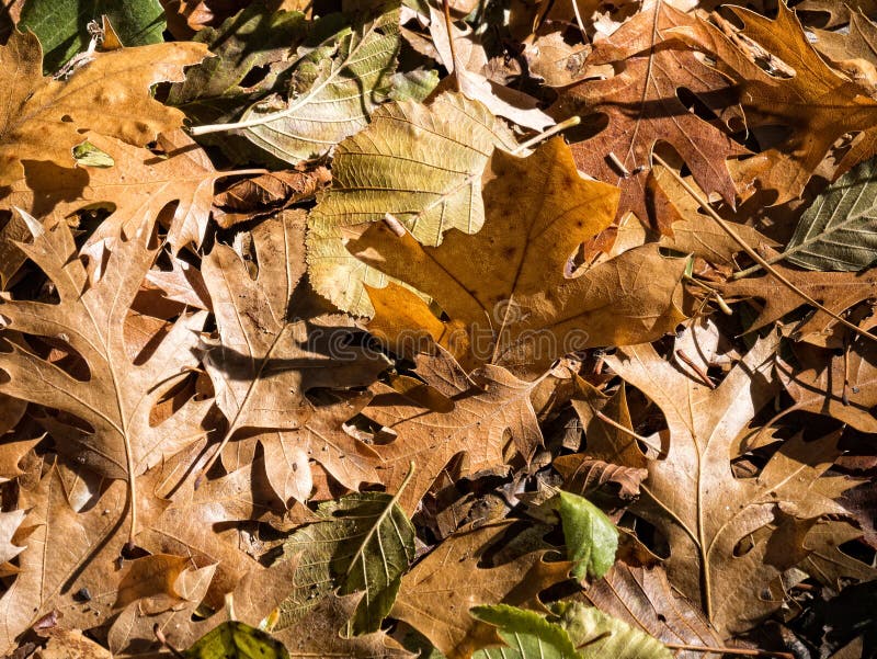 October leaves stock image. Image of october, central - 79598617