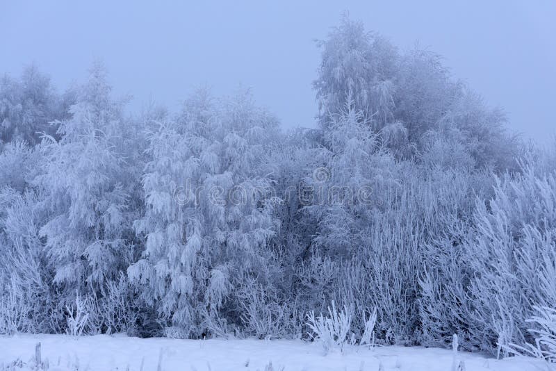 October Mountain Beech Forest Edge and First Winter Snow Stock Photo ...