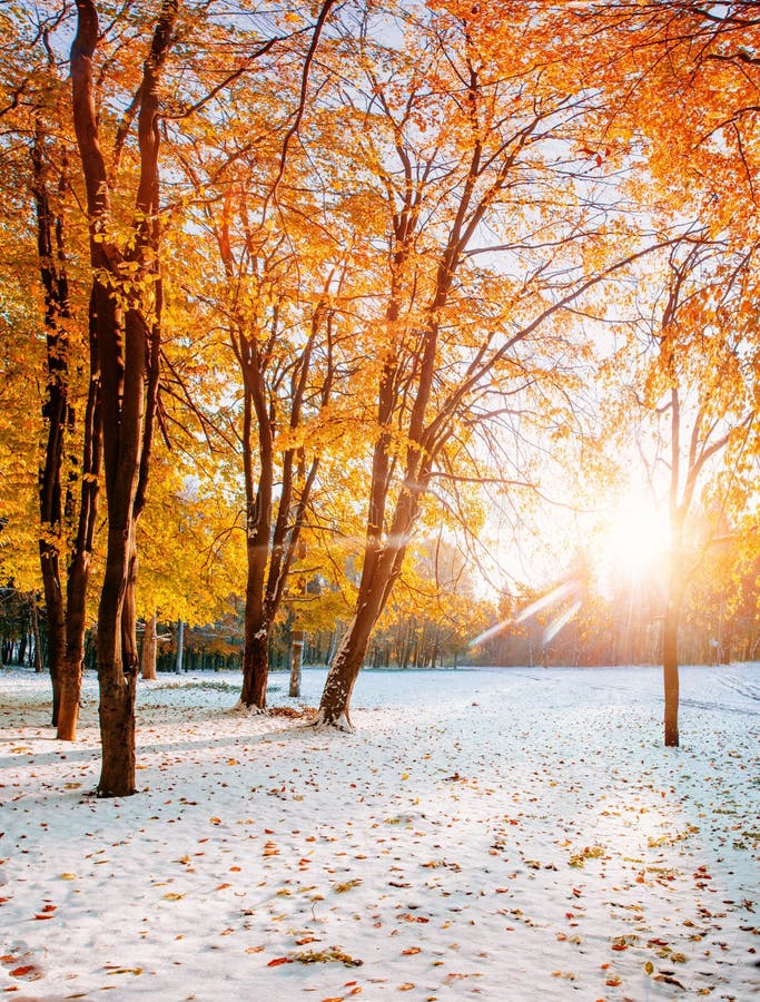 October Mountain Beech Forest with First Winter Snow Stock Photo ...