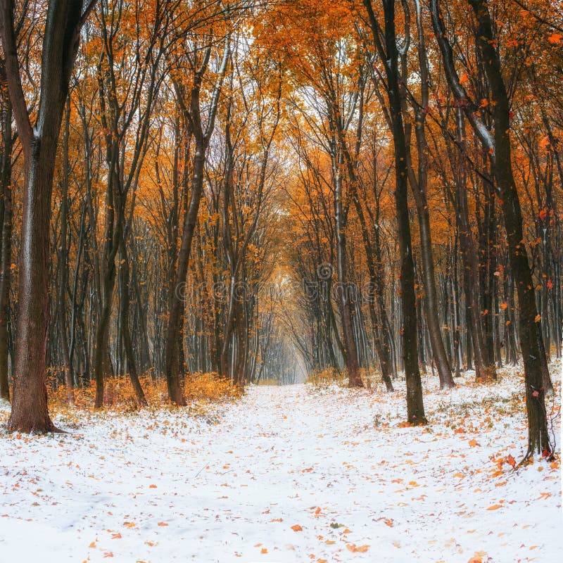 October Mountain Beech Forest with First Winter Snow Stock Image ...