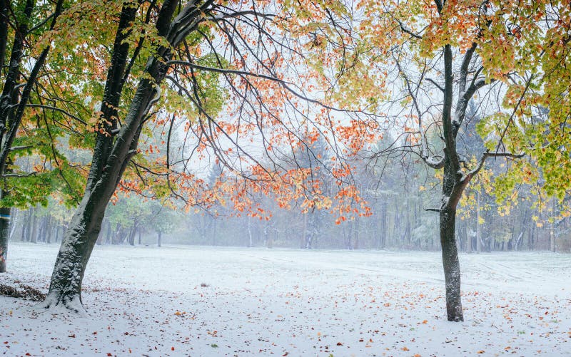 October Mountain Beech Forest with First Winter Snow. Stock Image ...