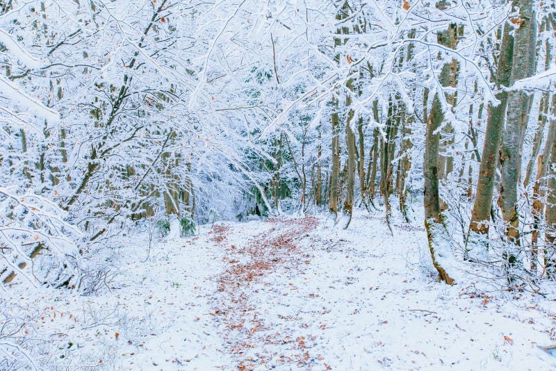 October Mountain Beech Forest with First Winter Snow Stock Photo ...