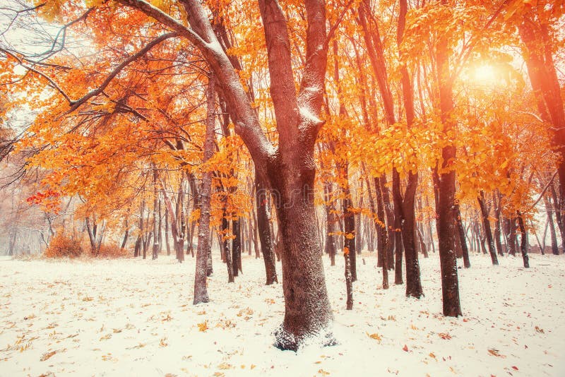 October Mountain Beech Forest with First Winter Snow Stock Image ...