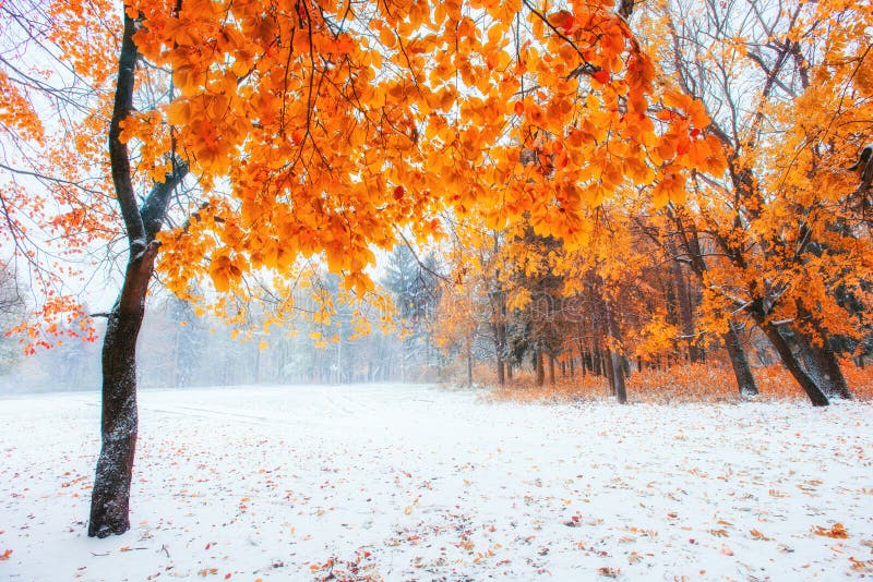 October Mountain Beech Forest with First Winter Snow Stock Image ...