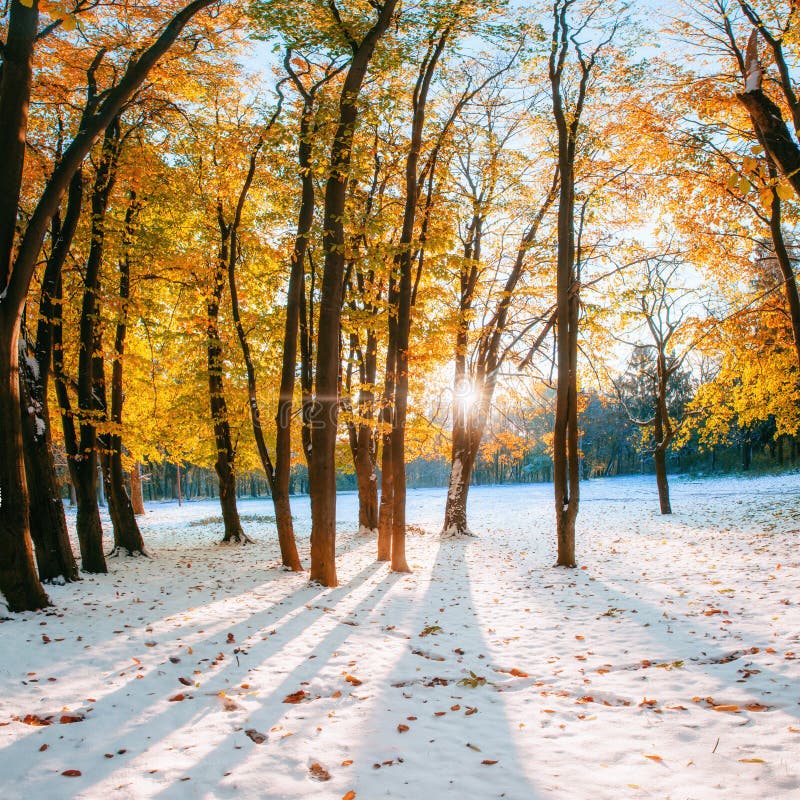 October Mountain Beech Forest with First Winter Snow Stock Photo ...