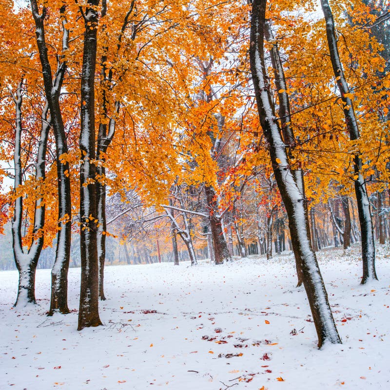 October Mountain Beech Forest with First Winter Snow Stock Photo ...